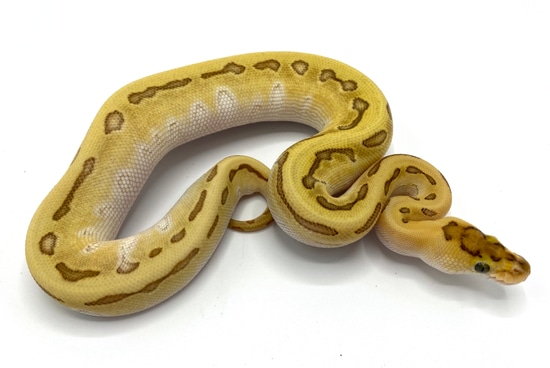 Butter Enchi Pinstripe Crypton Ball Python by Royal Constrictor Designs