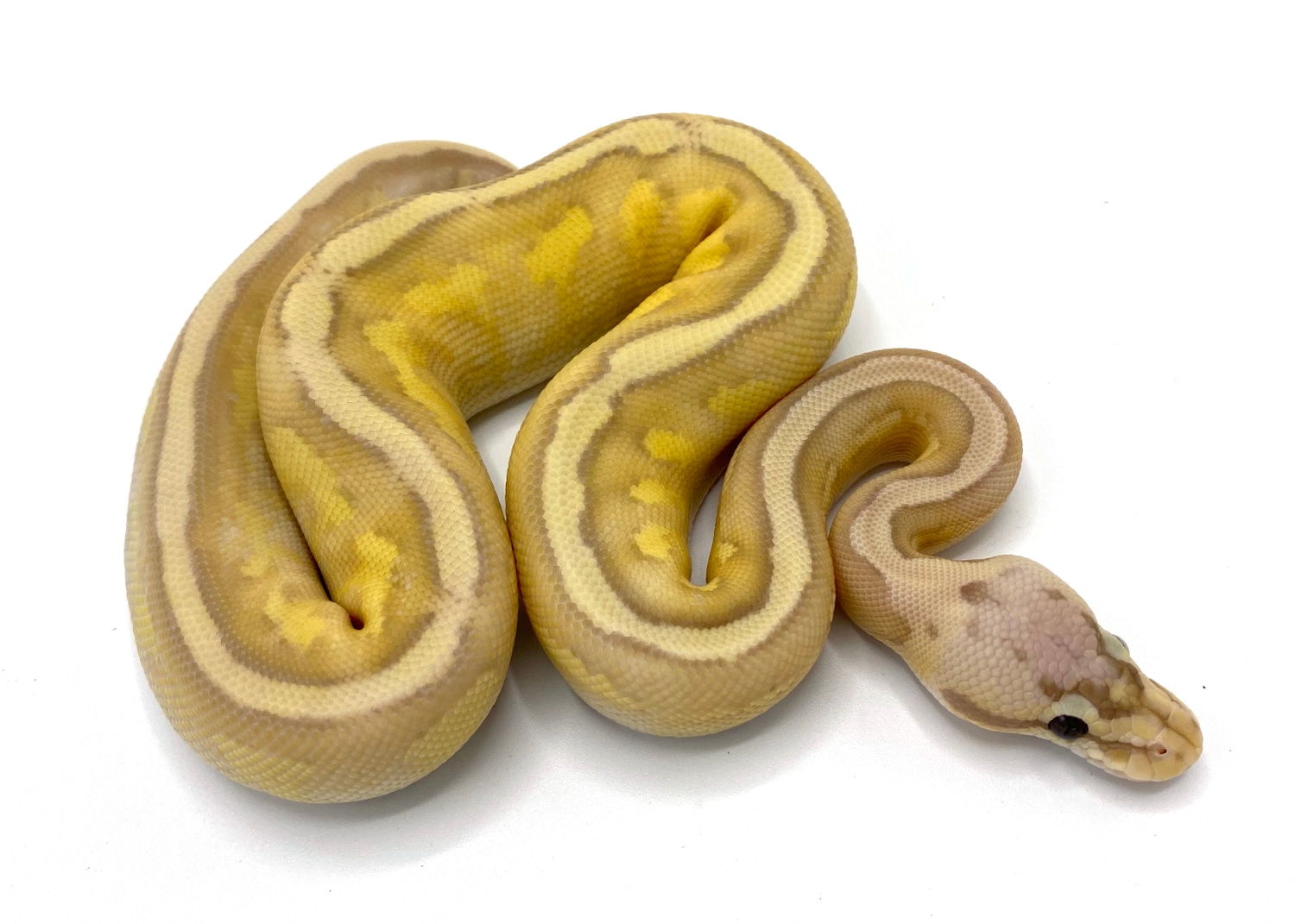 Banana Pastel Superstripe Or Super Specter Ball Python by Royal ...
