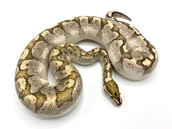 Bamboo Yellowbelly Breeder Ball Python by Royal Constrictor Designs