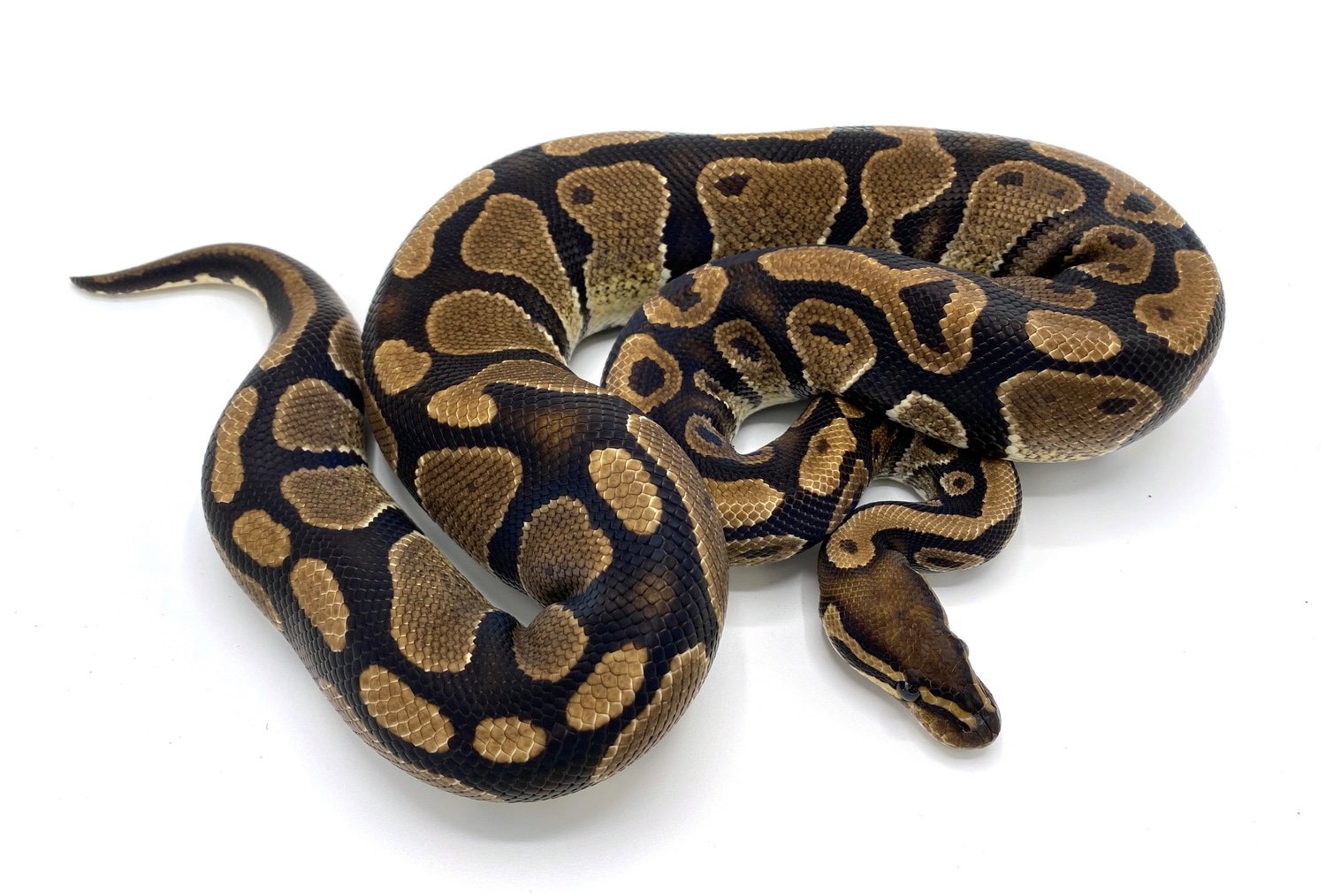 100% Double Het Toffee Pied Breeder Ball Python by Royal Constrictor ...