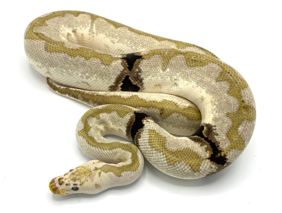 Paradox Pastel Bamboo Clown Breeder Ball Python by Royal Constrictor ...