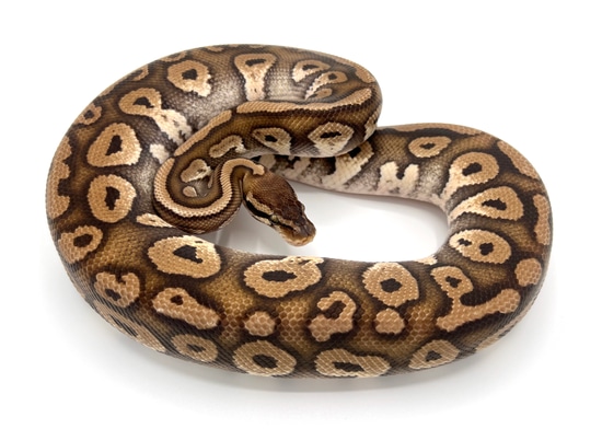Redstripe Pastel Mystic Breeder Ball Python by Royal Constrictor Designs