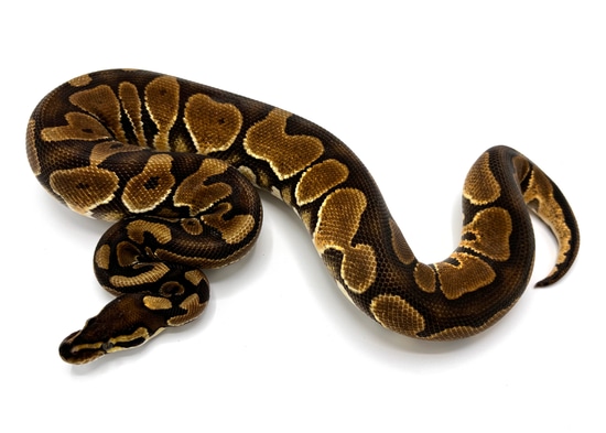 Black Pastel Enchi Ball Python by Royal Constrictor Designs