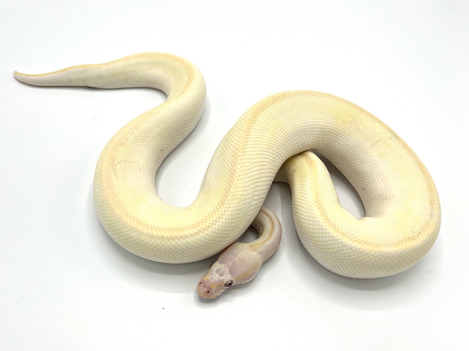 Lavender Albino Super Mystic Ball Python by Royal Constrictor Designs ...