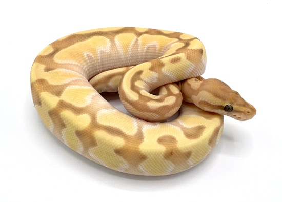 Banana Orange Dream Butter Enchi Ball Python by Royal Constrictor Designs