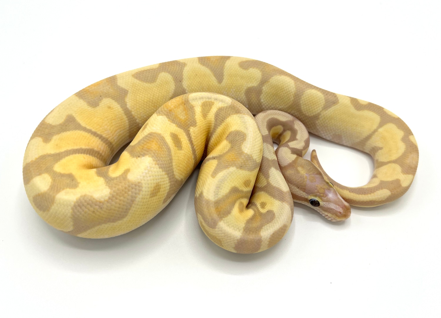 Microscale Coral Glow Enchi Lucifer Ball Python by Royal Constrictor ...