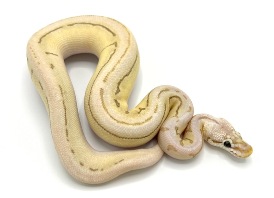 Bamboo Leopard Bumblebee 66% Possible Het Ultramel Ball Python by Royal ...