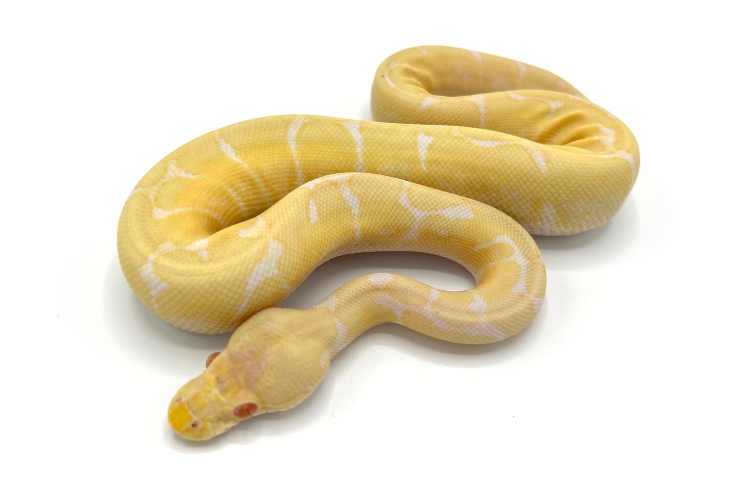 Albino Spider Ball Python by Royal Constrictor Designs - MorphMarket