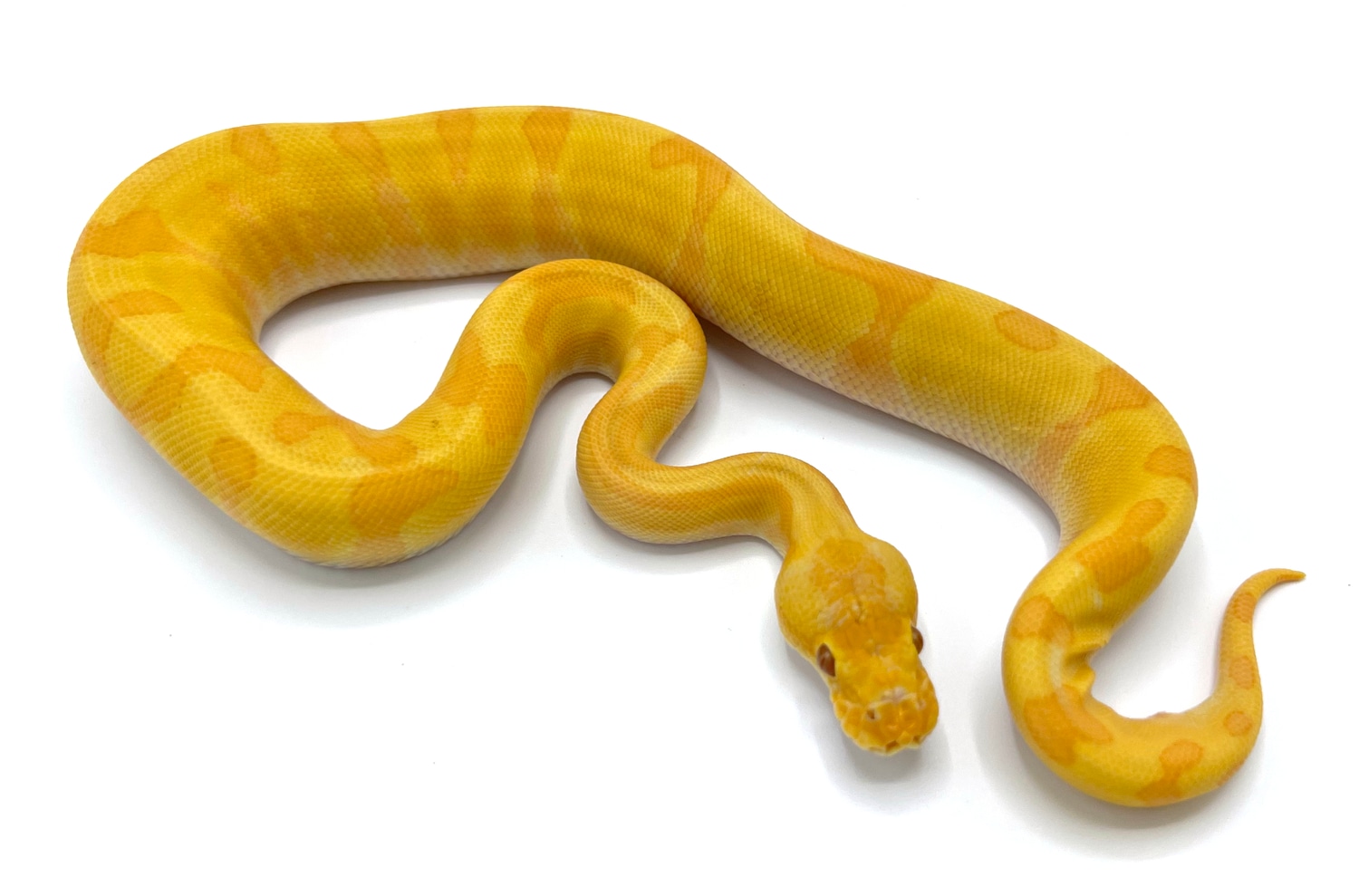 Super Enchi Toffee Or Toffino Ball Python by Royal Constrictor Designs ...