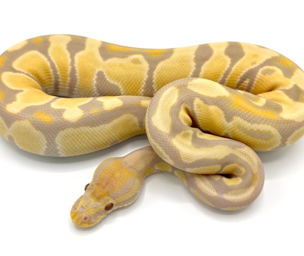 Lavender GHI Black Pastel Ball Python by Royal Constrictor Designs - MorphMarket
