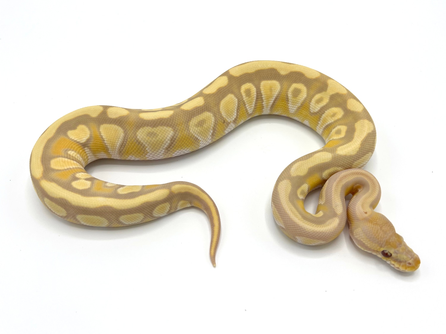 Mojave Toffee Ball Python by Royal Constrictor Designs - MorphMarket