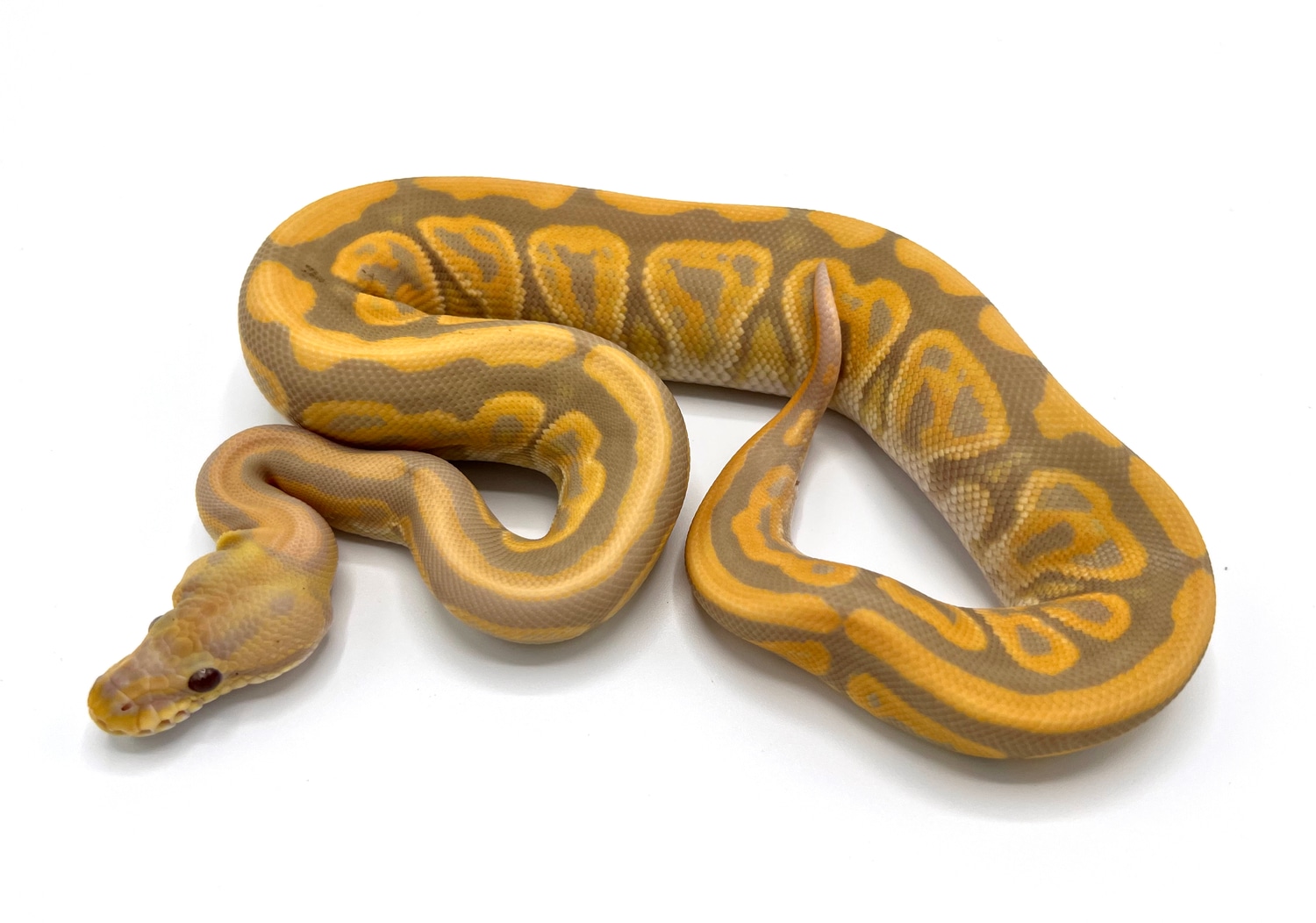 Black Pastel Toffee Ball Python by Royal Constrictor Designs - MorphMarket