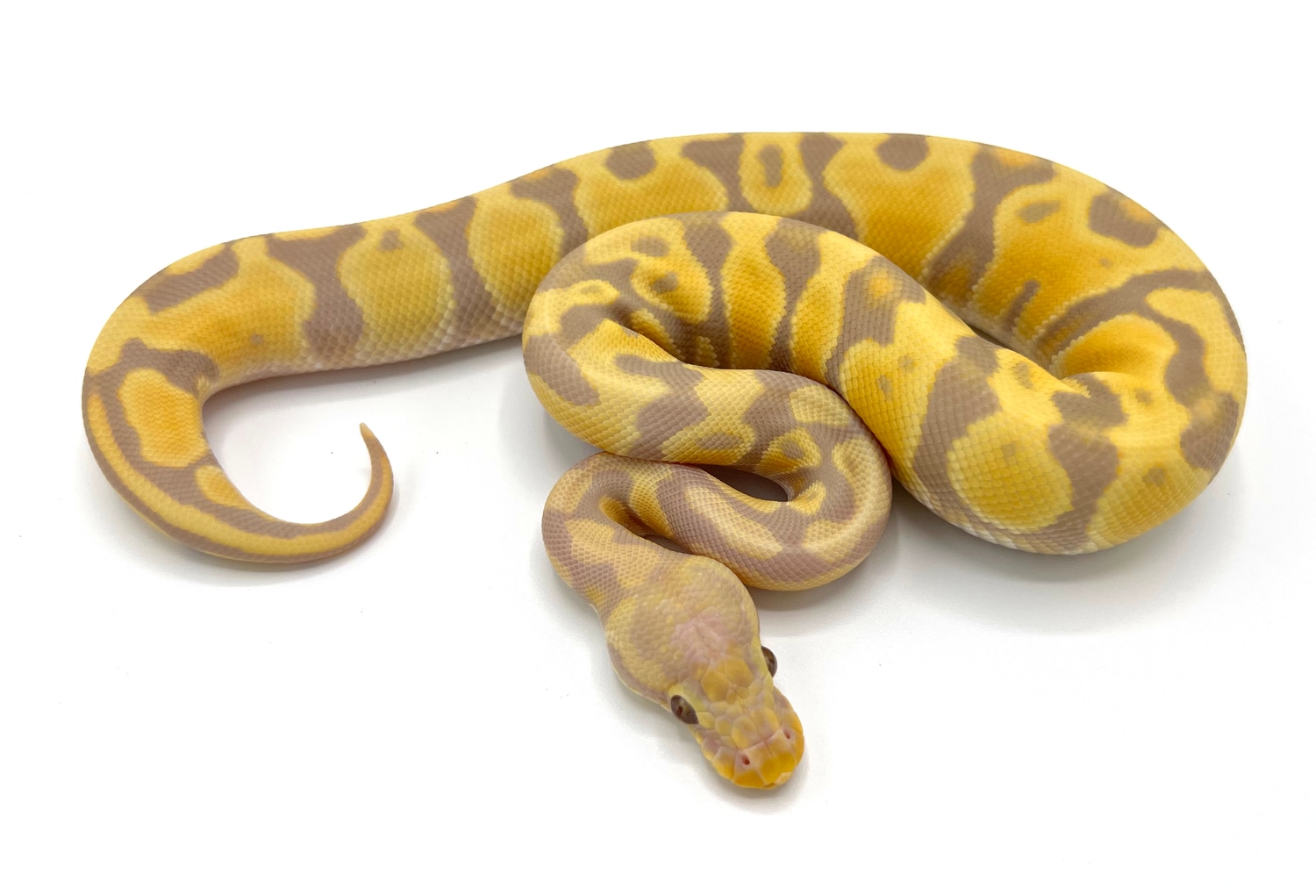 Pastel Toffee Ball Python by Royal Constrictor Designs - MorphMarket