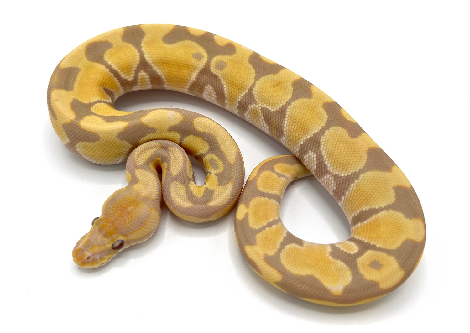 Toffee Ball Python by Royal Constrictor Designs - MorphMarket