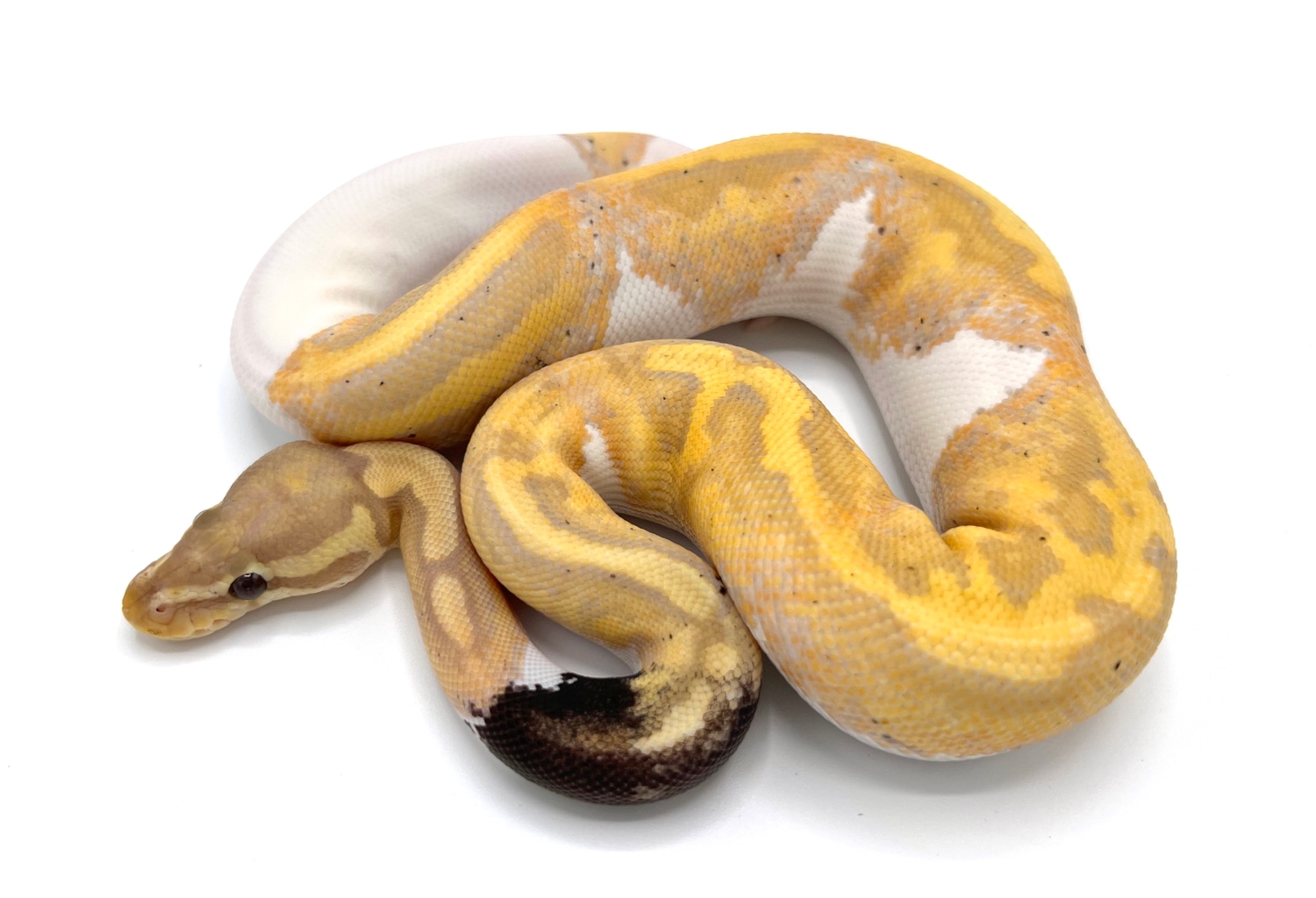 Paradox Coral Glow Pied Ball Python by Royal Constrictor Designs ...