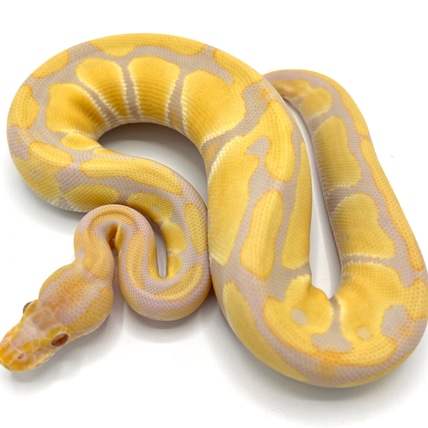 Bamboo Black Pastel Clown Ball Python by Royal Constrictor Designs ...