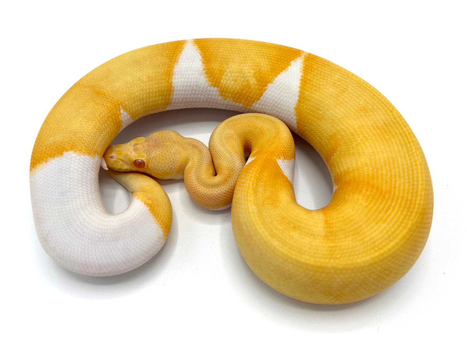 Pinstripe Albino Pied Ball Python by Royal Constrictor Designs ...