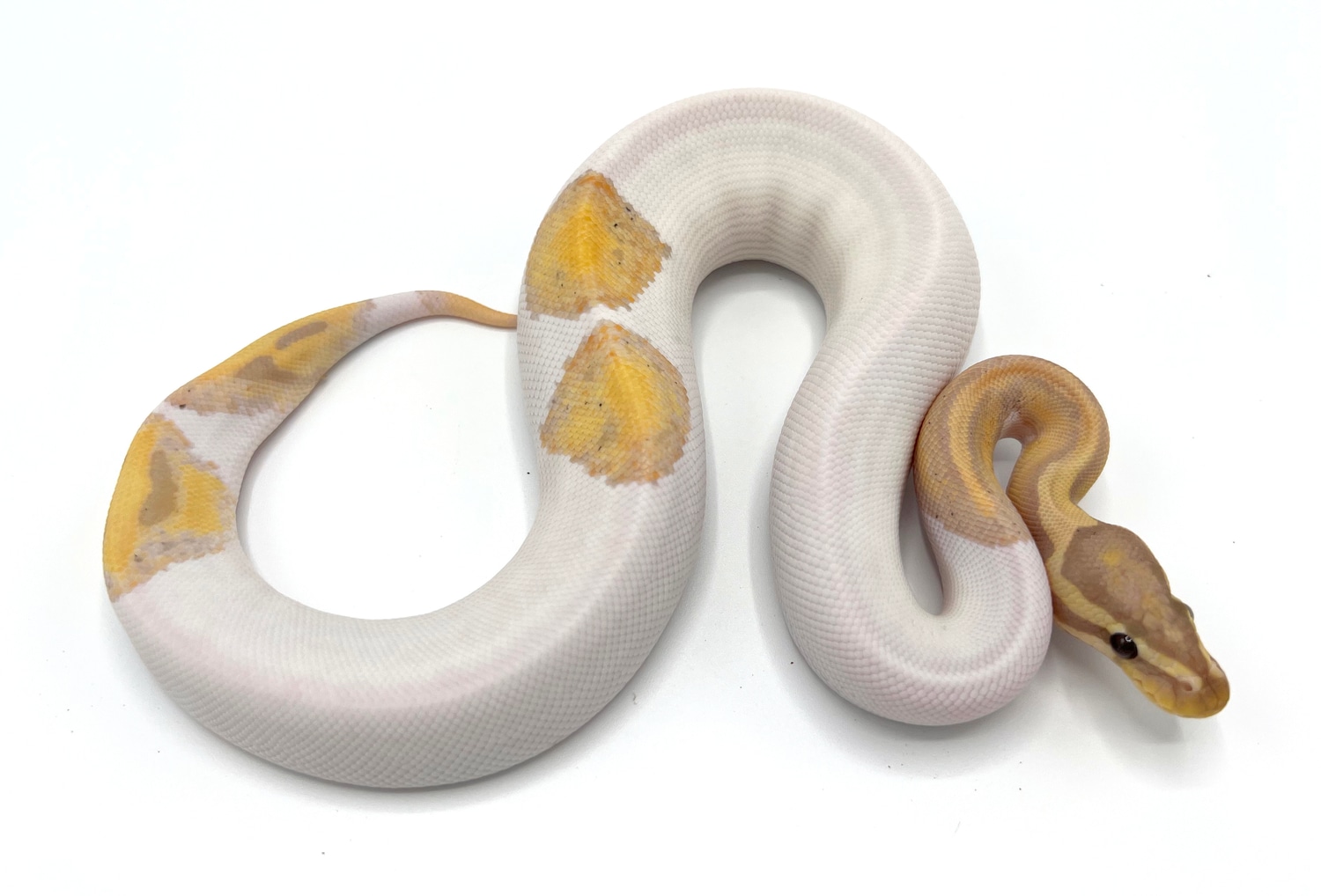 Coral Glow Pied Ball Python by Royal Constrictor Designs - MorphMarket
