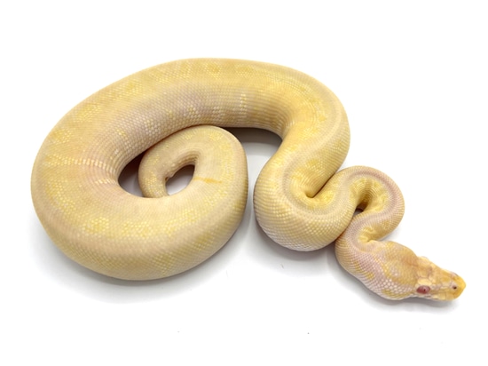 Albino Bamboo Pinstripe Ball Python by Royal Constrictor Designs