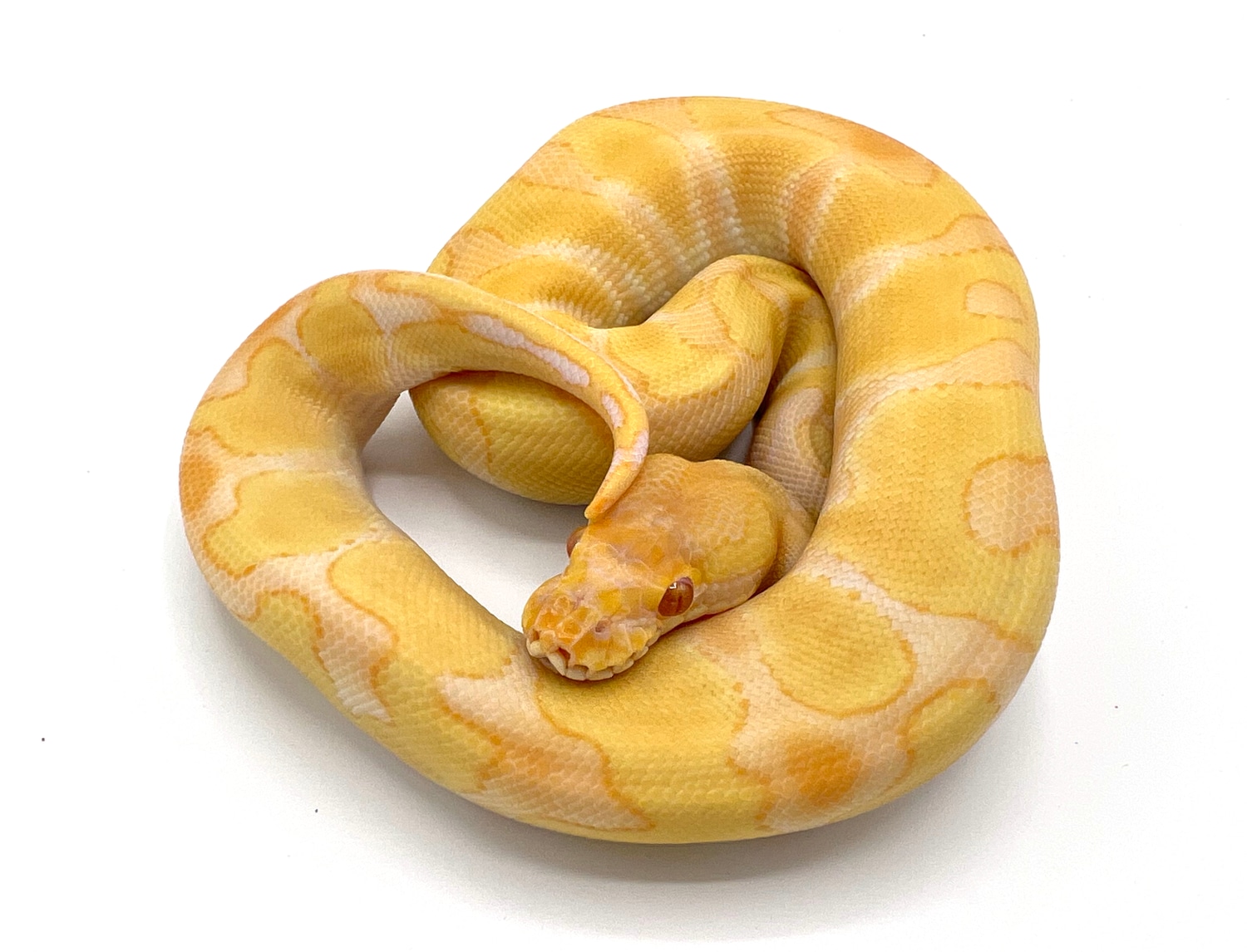 Albino Enchi Ball Python by Royal Constrictor Designs - MorphMarket