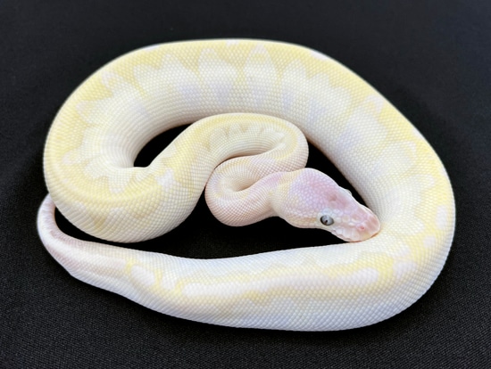 Bamboo Mystic Ball Python by Royal Constrictor Designs
