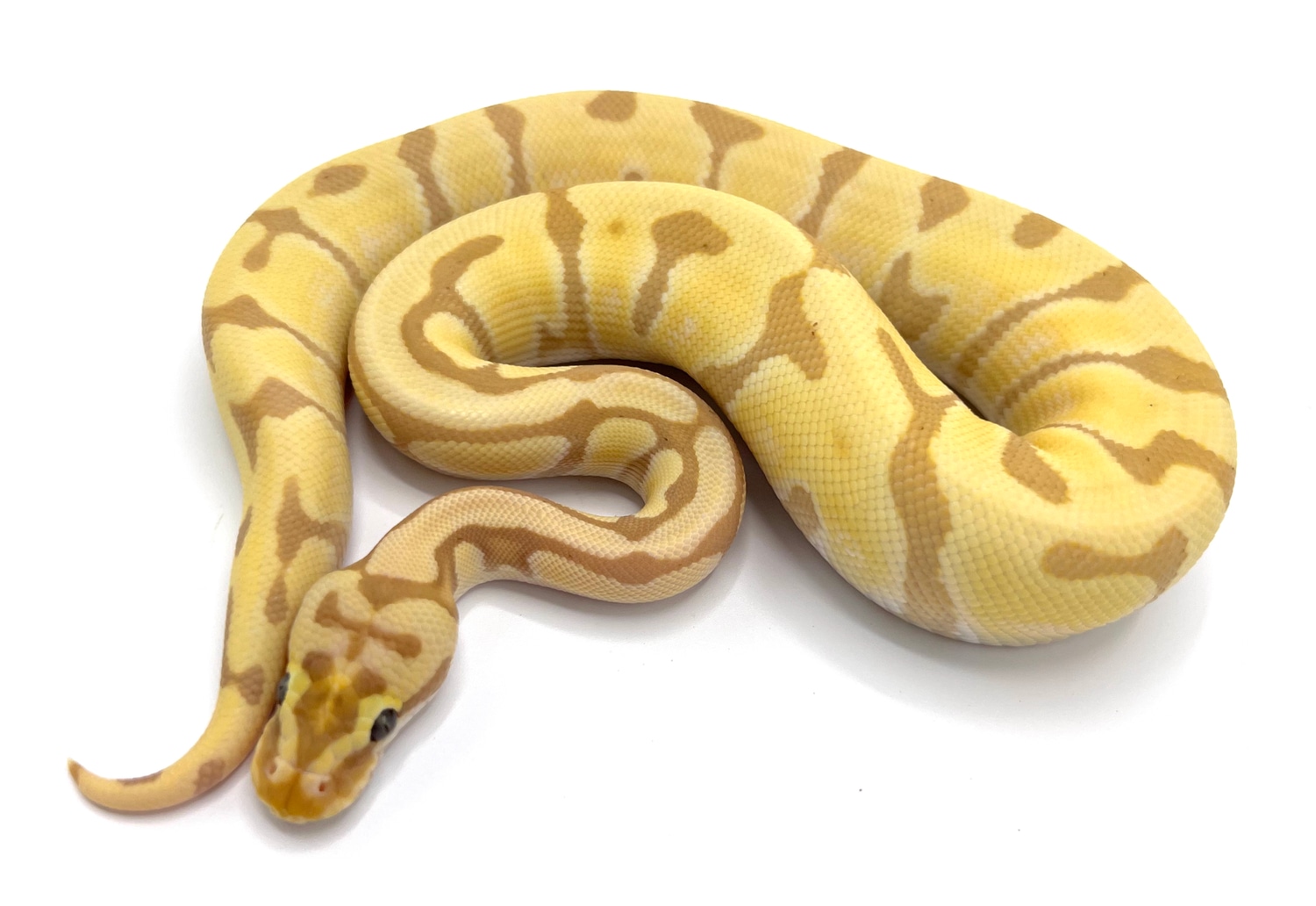 Hypo Super Enchi Pastel Banana Ball Python by Royal Constrictor Designs ...