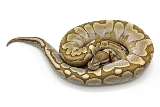 Hypo Bamboo 100% Het Ultramel Ball Python by Royal Constrictor Designs