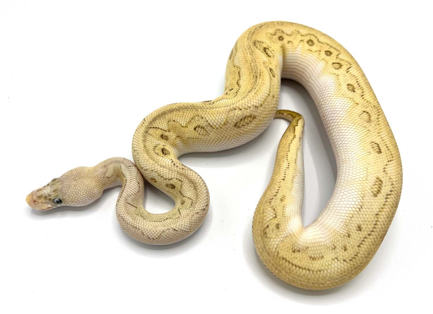 Pastel Lesser Bongo Clown Ball Python by Royal Constrictor Designs ...