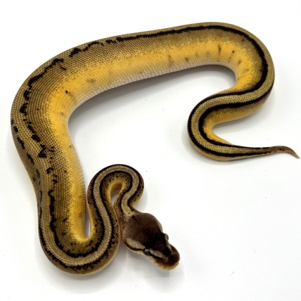 Bamboo Black Pastel Clown Ball Python by Royal Constrictor Designs ...