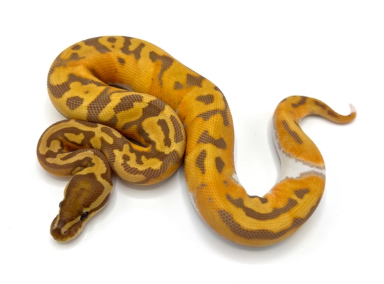 Ultramel Pied 100% Het Hypo Ball Python by Royal Constrictor Designs