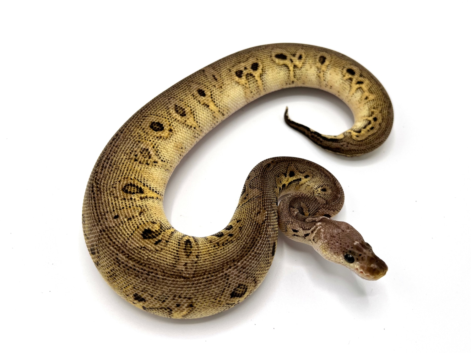 Pewter (Black Pastel) Clown Ball Python by Royal Constrictor Designs ...