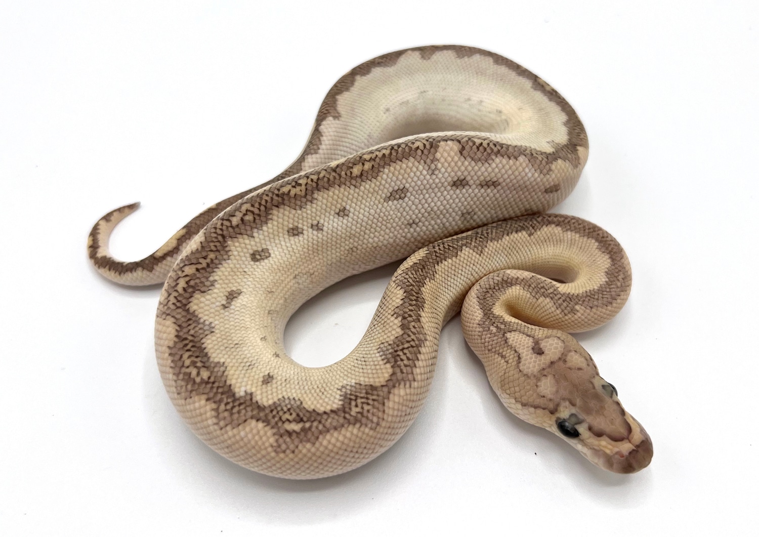 Bamboo Black Pastel Clown Ball Python by Royal Constrictor Designs ...