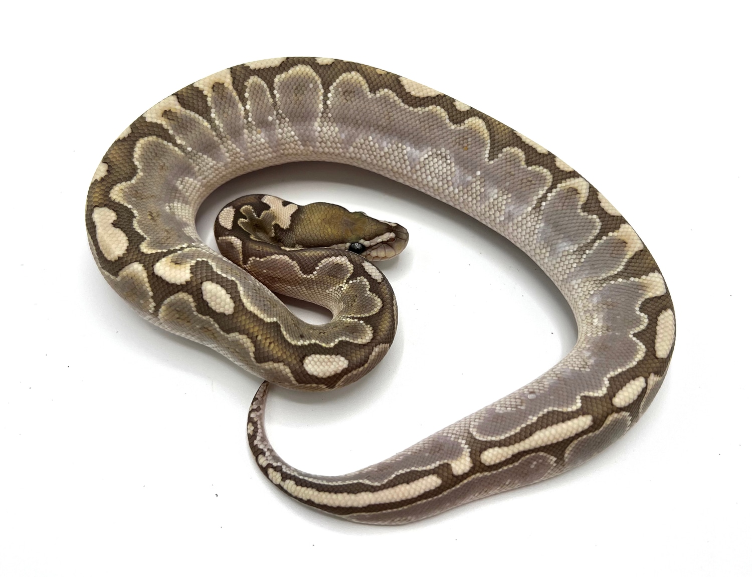 Hypo Bamboo Ball Python by Royal Constrictor Designs - MorphMarket