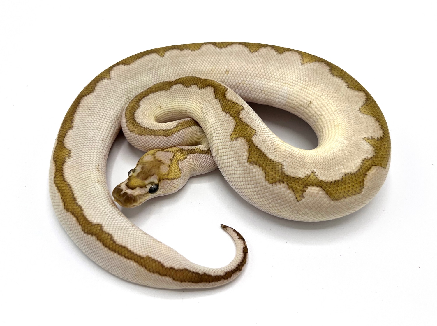 Bamboo Clown Ball Python by Royal Constrictor Designs - MorphMarket