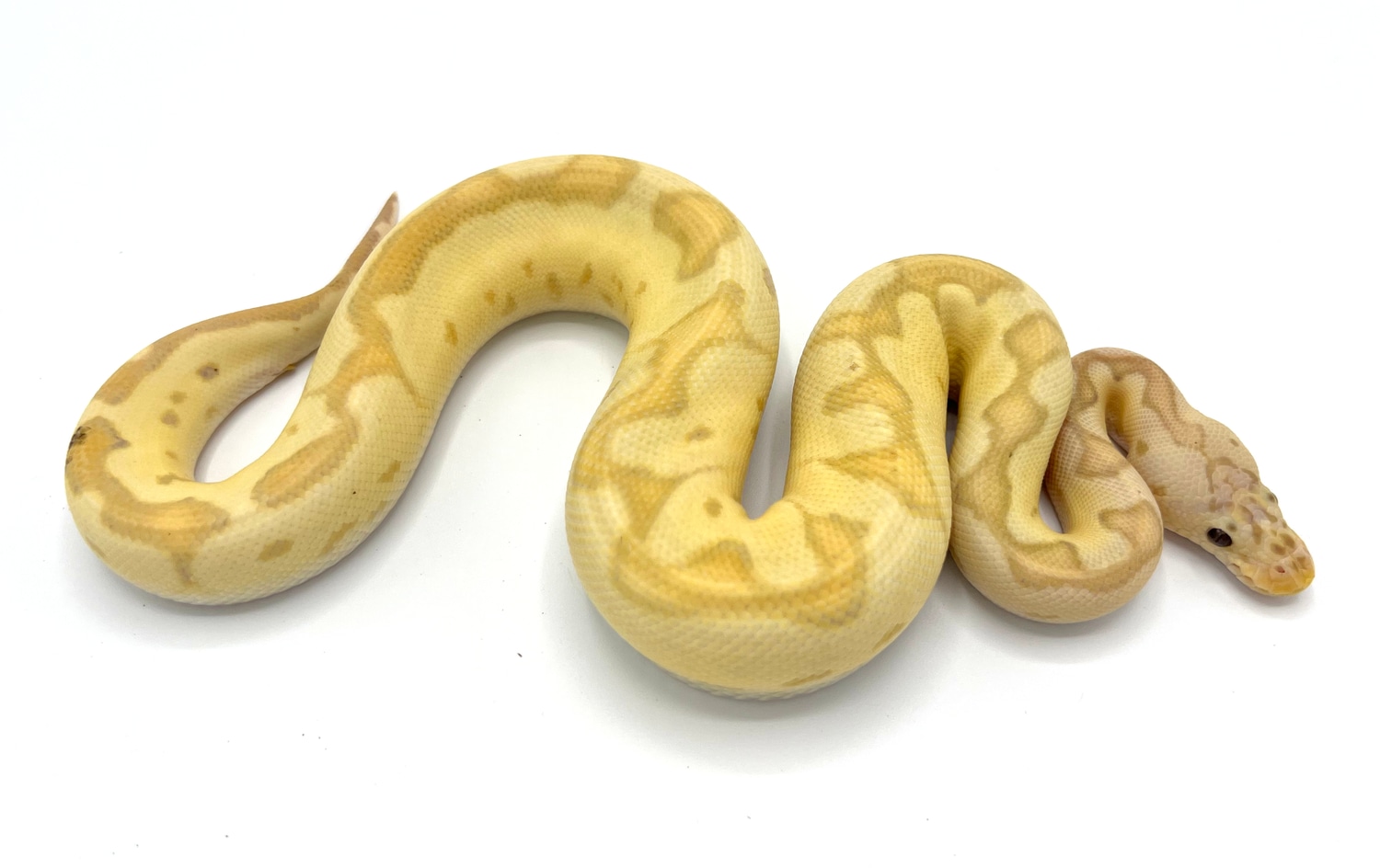 Banana Pastave Clown (Super Pastel?) Ball Python by Royal Constrictor ...