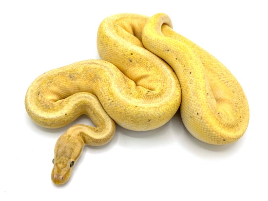 Banana Pastel Enchi G Stripe Ball Python by Royal Constrictor Designs