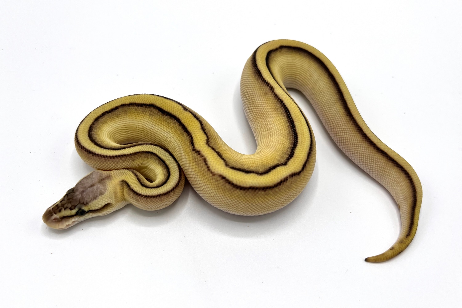 Pastel Lesser G Stripe 100% Het Clown Ball Python by Royal Constrictor ...