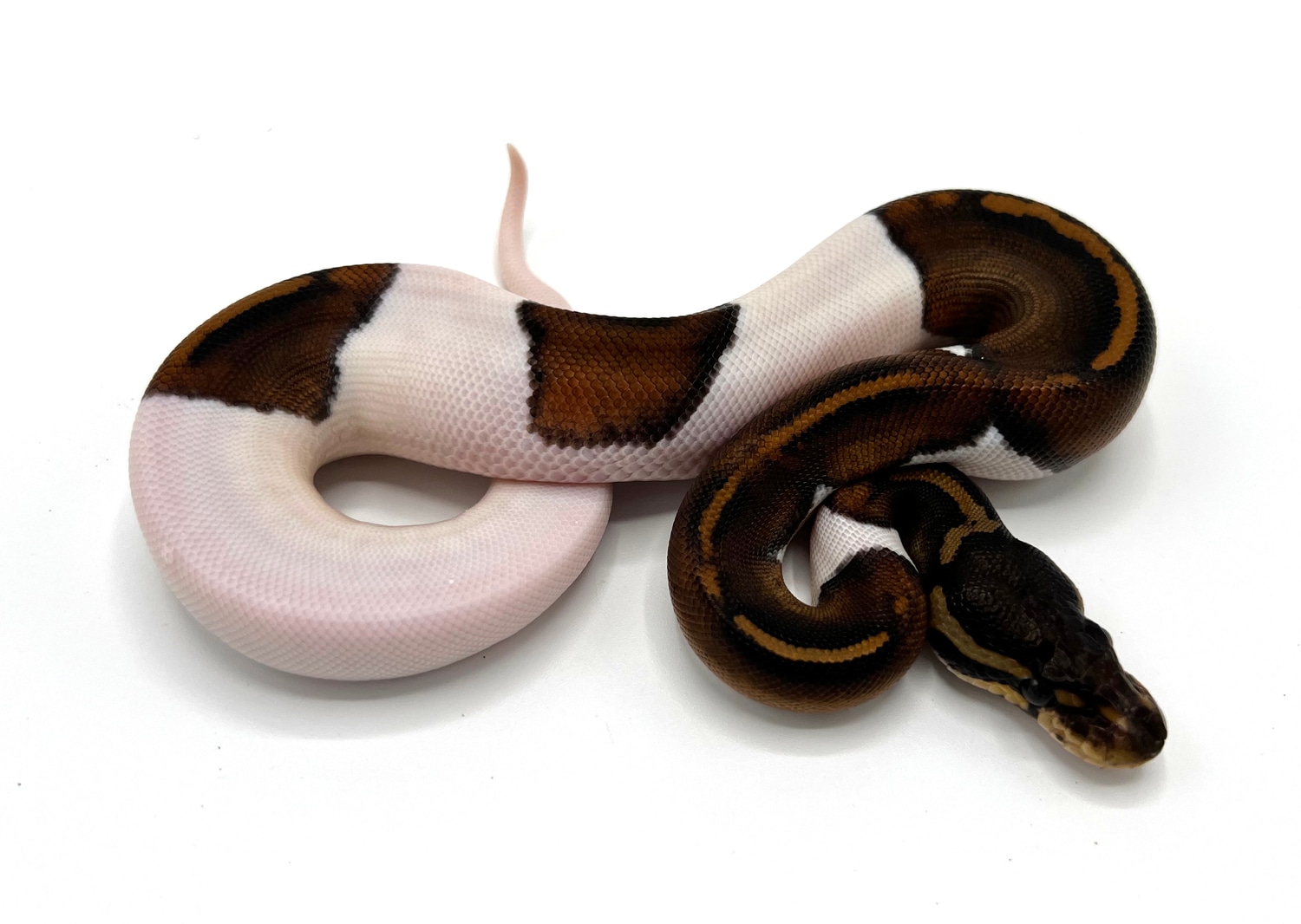 Black Pastel Pied Ball Python by Royal Constrictor Designs - MorphMarket