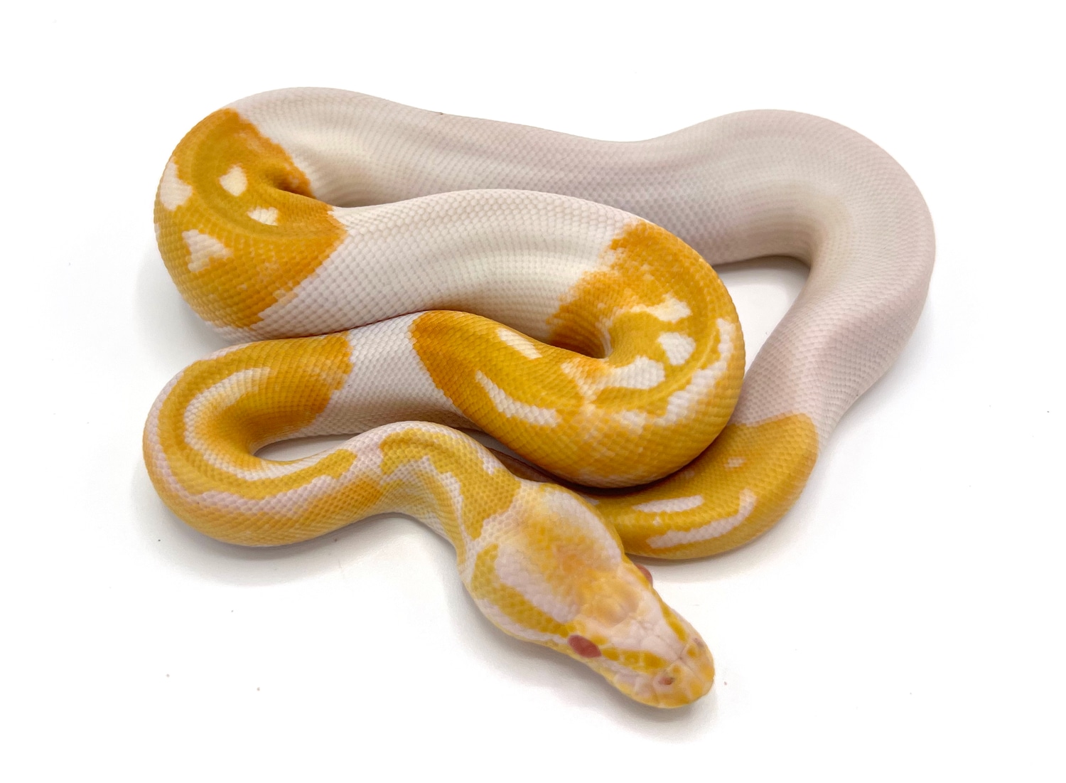 Albino Pied Ball Python by Royal Constrictor Designs - MorphMarket