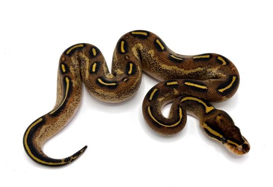 Freeway Ball Python by Royal Constrictor Designs