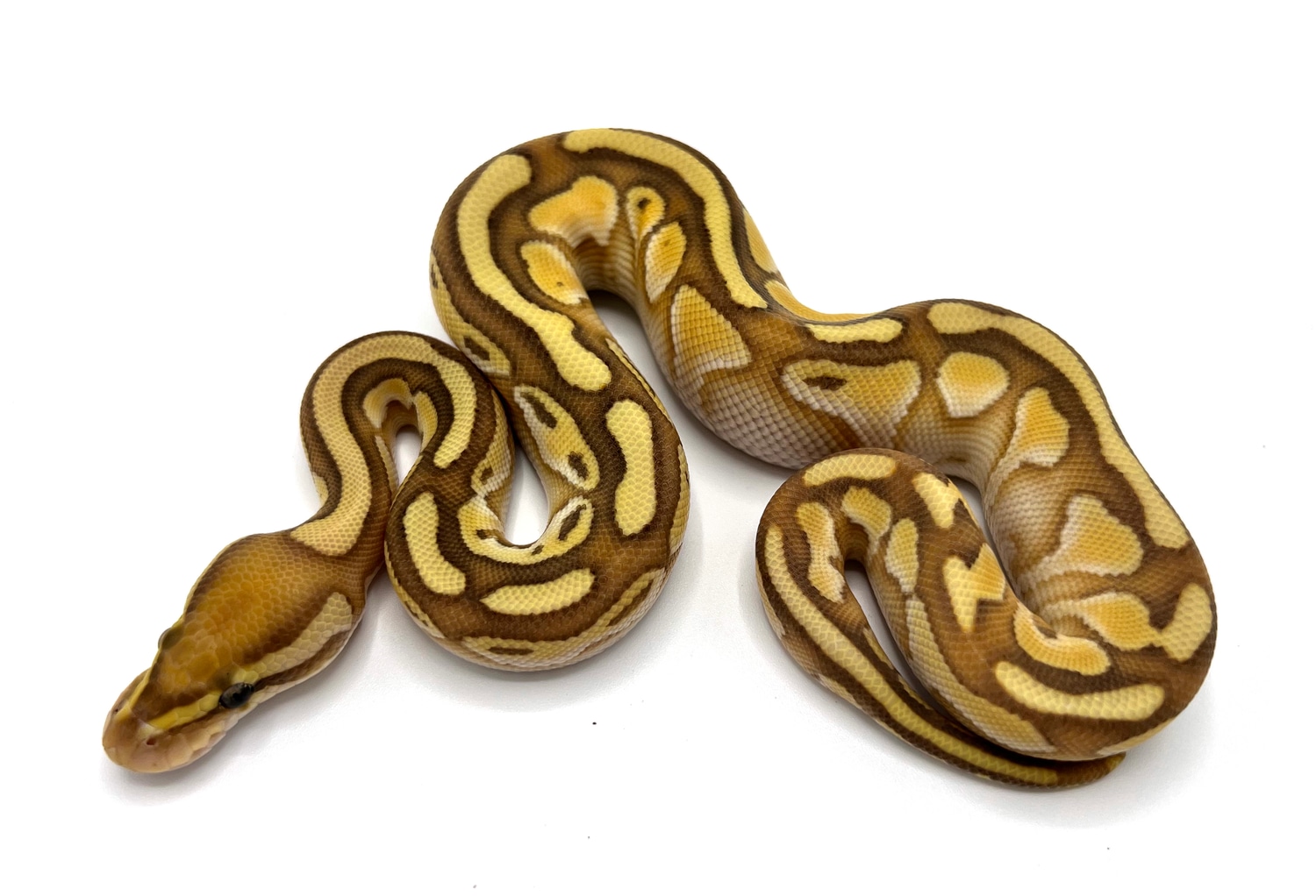 Banana Lesser 100% Double Het G Stripe Clown Ball Python by Royal ...