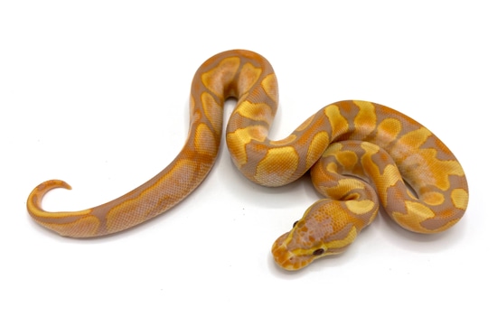 Banana Enchi Calico Yellowbelly Ultramel Ball Python by Royal ...
