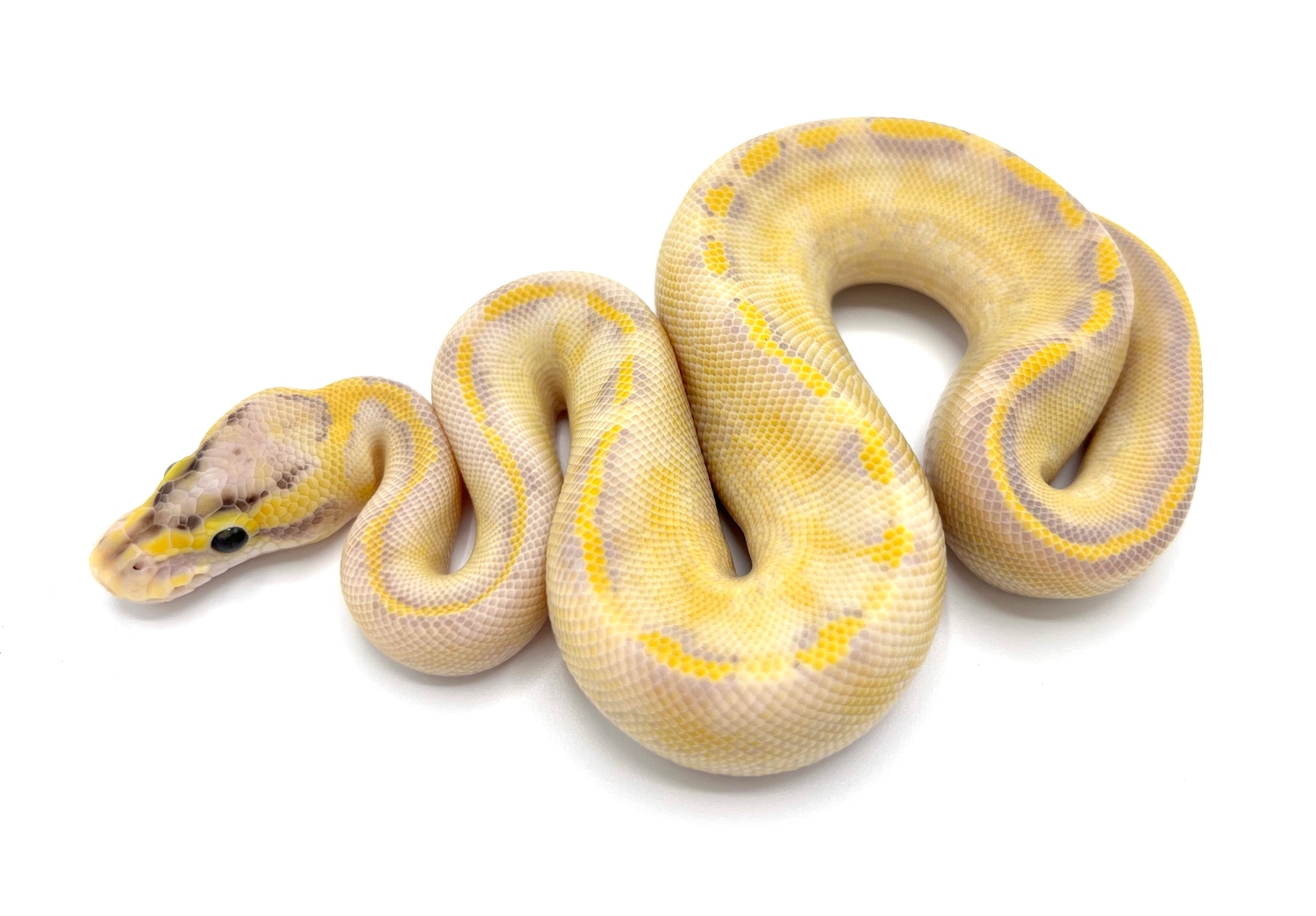 Pastel Enchi Ivory Ball Python by Royal Constrictor Designs - MorphMarket