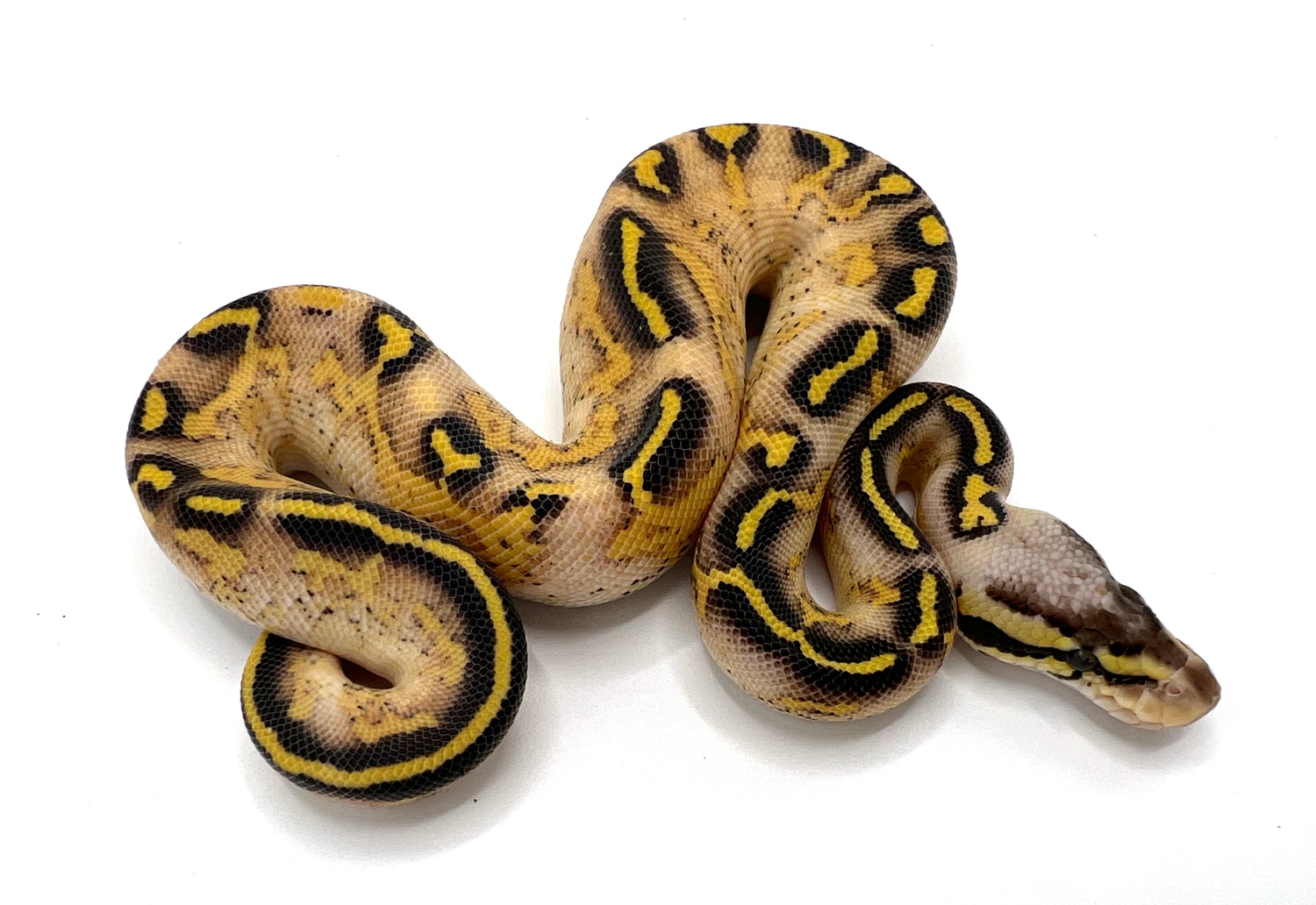 Pastel Freeway Ball Python by Royal Constrictor Designs - MorphMarket