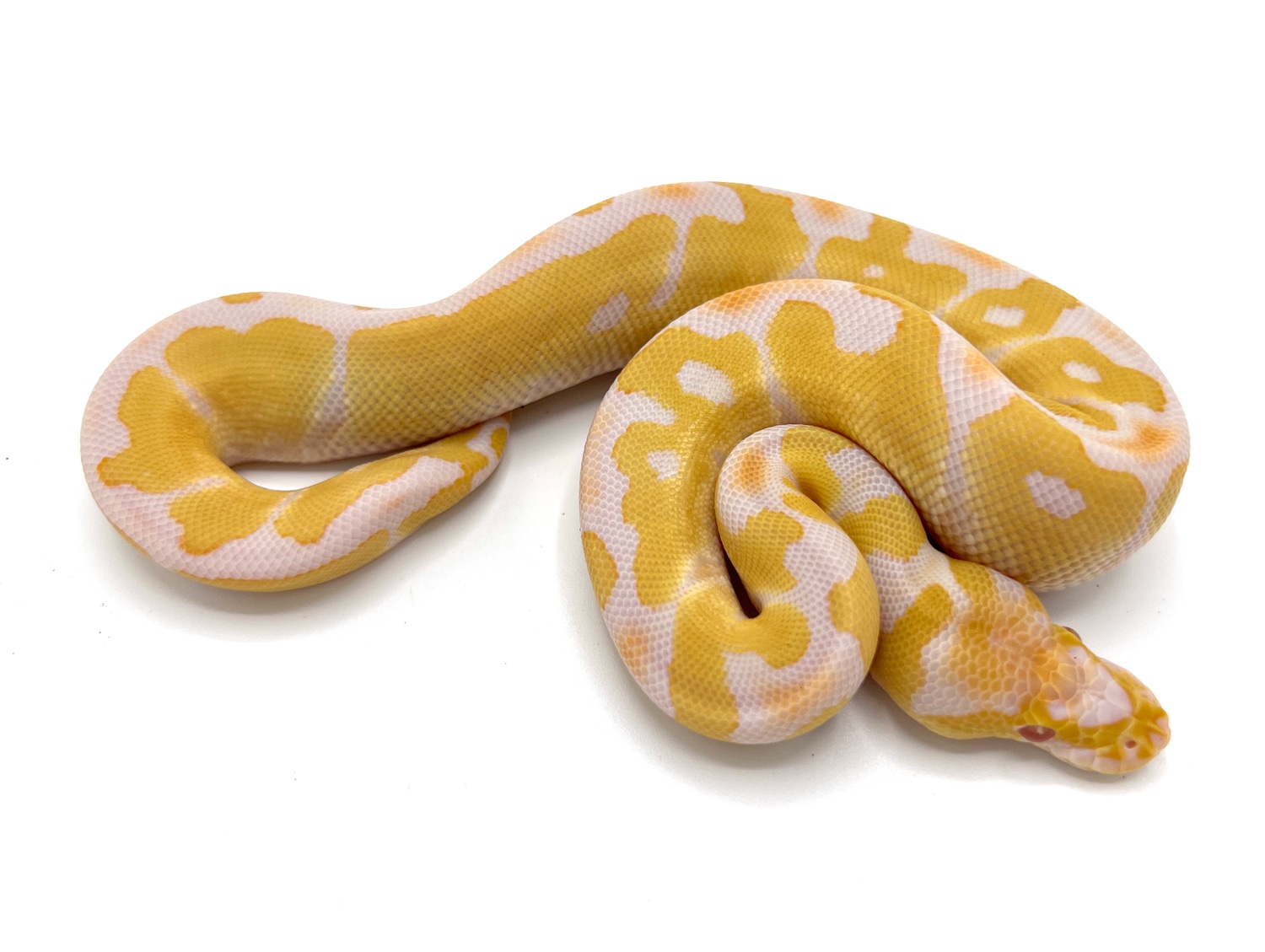 Albino Clown Ball Python by Royal Constrictor Designs - MorphMarket