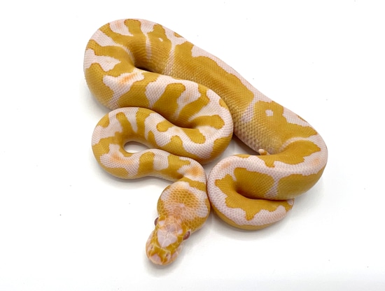 Albino Clown Ball Python by Royal Constrictor Designs