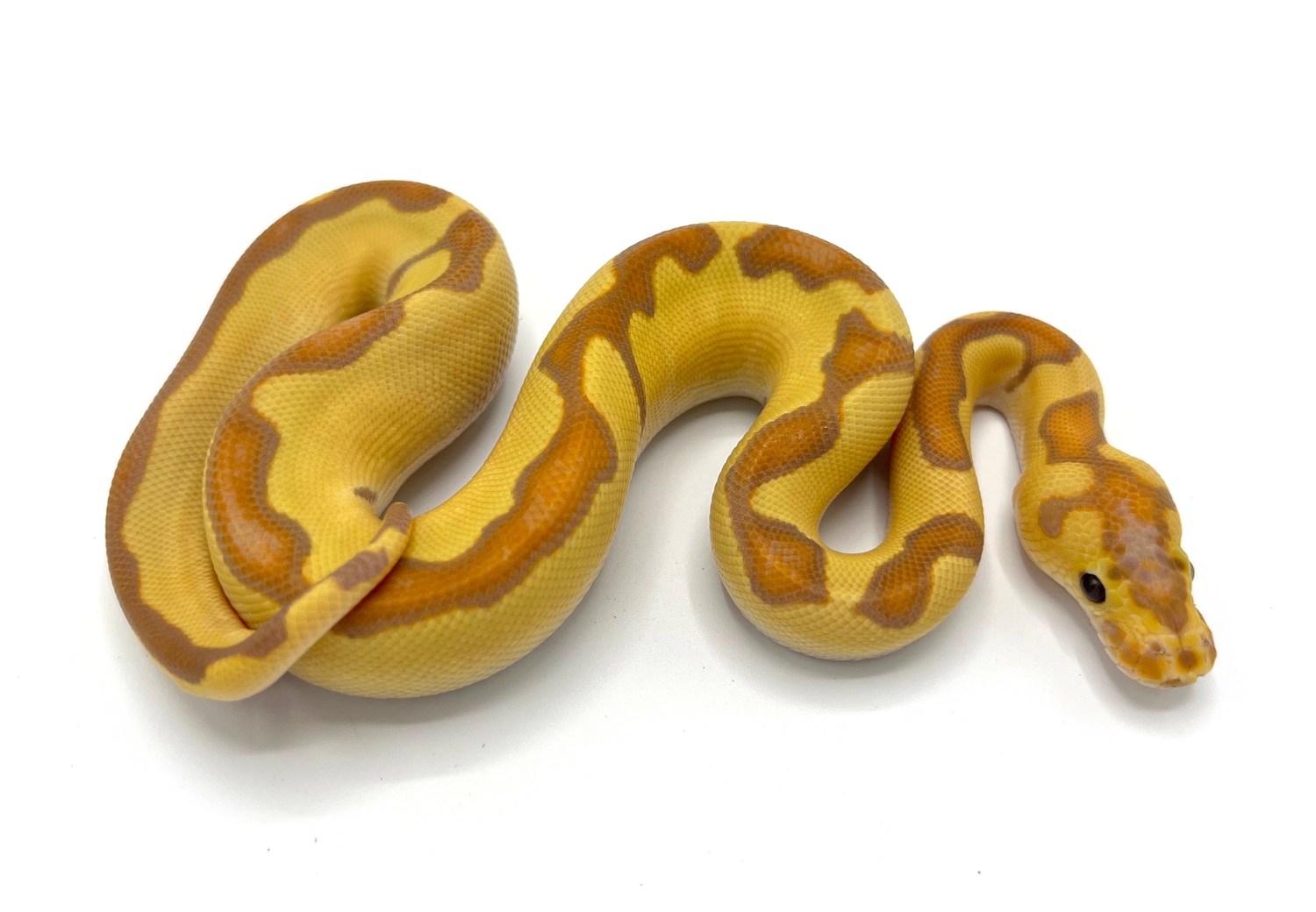 Banana Enchi Clown (Female-maker) Ball Python by Royal Constrictor ...