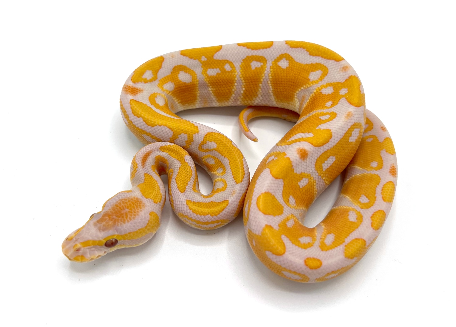Lavender Albino Ball Python by Royal Constrictor Designs - MorphMarket