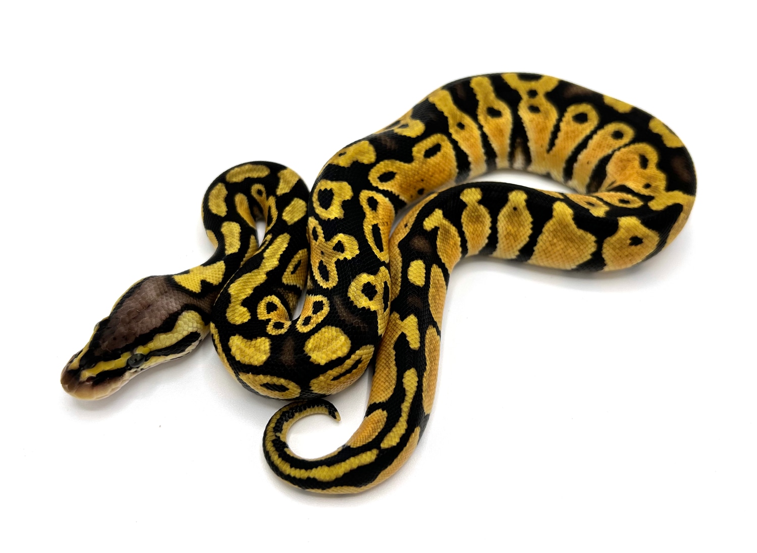 Pastel 100% Double Het Hypo Clown Ball Python by Royal Constrictor ...