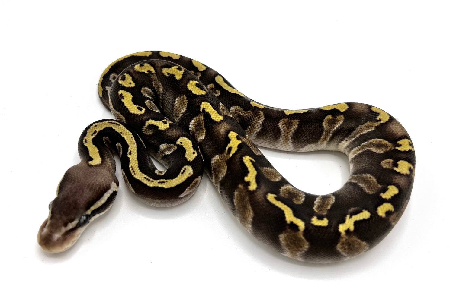 GHI Pastave Ball Python by Royal Constrictor Designs - MorphMarket
